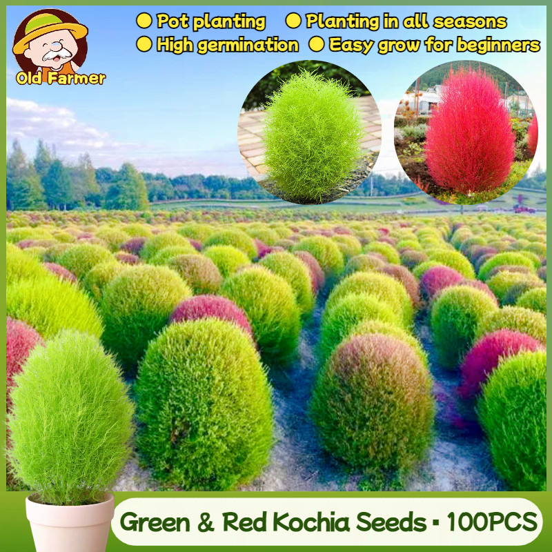100pcs/pack Red Green Kochia Seeds for Planting/Gardening, Real Kochia Scoparia Ground Cover ...