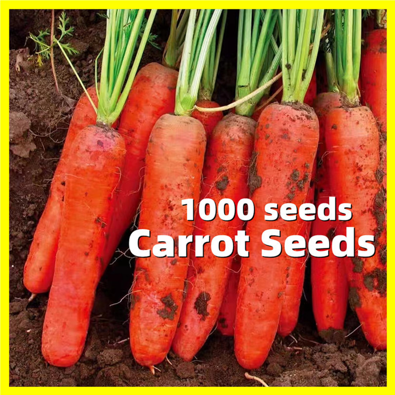 Red Carrot Seeds F1 Hybrid 1000pcs High Yielding Variety Sweet Carrot ...
