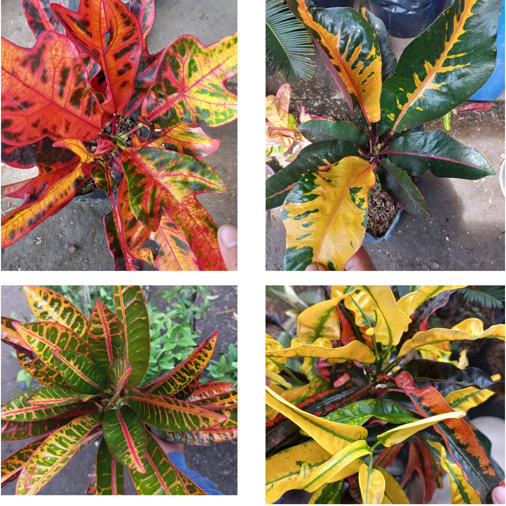 CROTON OR SAN FRANCISCO DIFFERENT VARIETIES OF CROTON FROM LOCAL TO ...