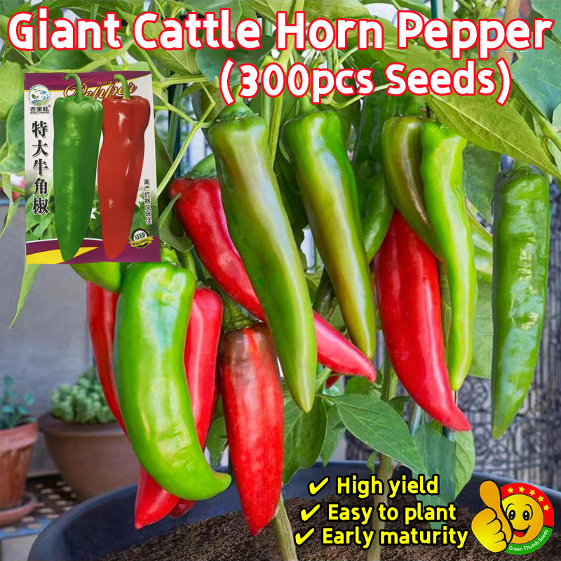 100% Original Giant Cattle Horn Pepper Seeds 300pcs Organic Hot Chili ...