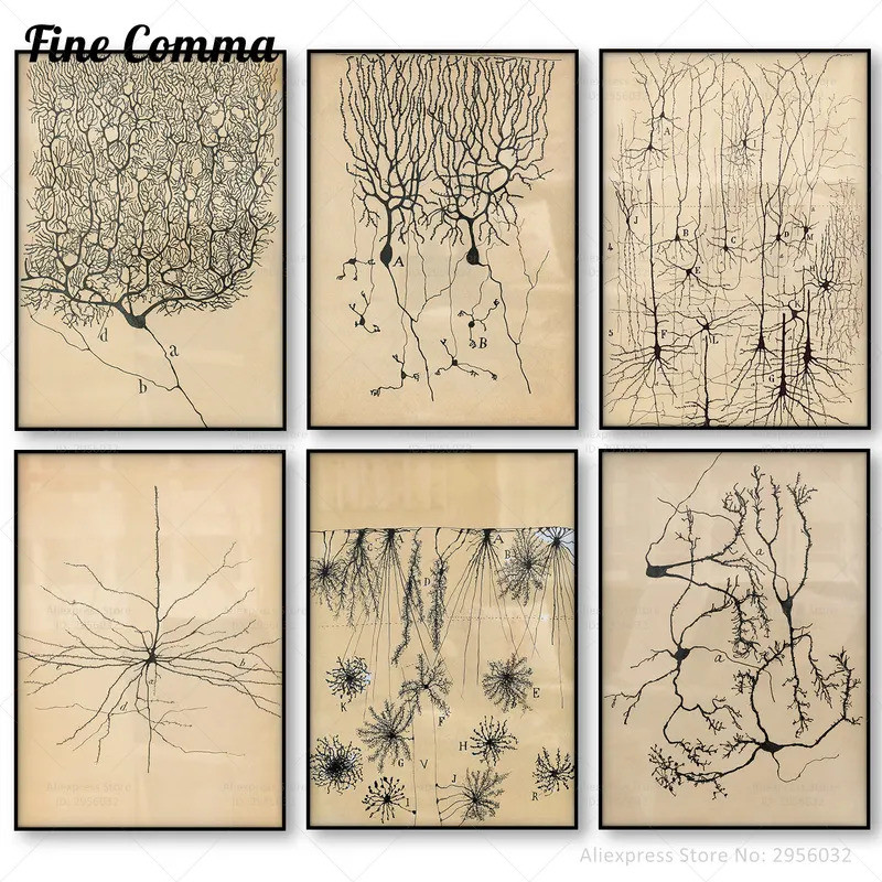 Santiago Ramon y Cajal Neuron Drawing Vintage Canvas Brain Anatomy Wall ...