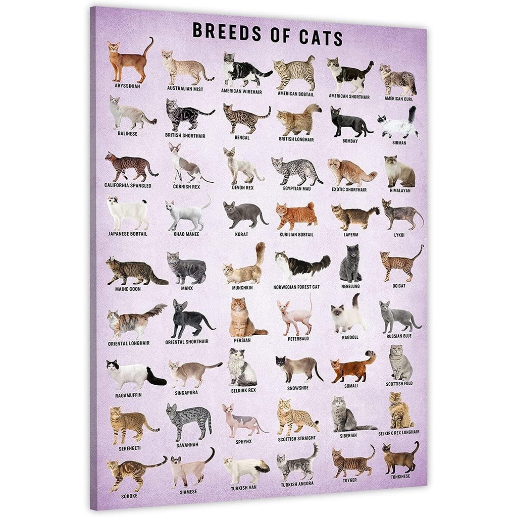 Poster Cat Breeds Wall Art Vintage Cats Knowledge Poster Breeds of Cats ...