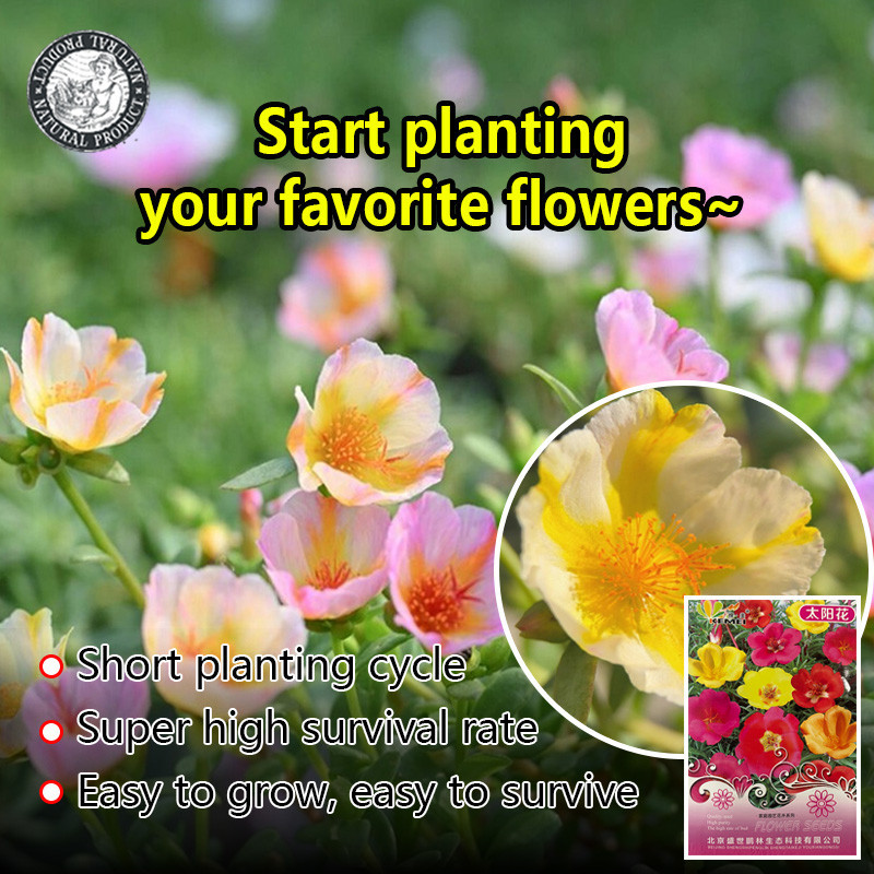 High Quality Double Petals Portulaca Seed(30)Rainbow Portulaca ...