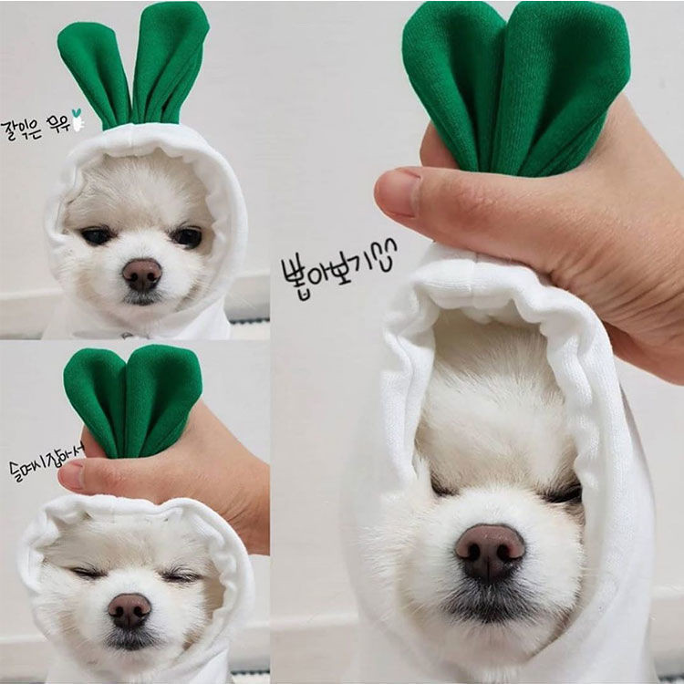 Internet Celebrity Pet White Radish Transformation Clothing Small ...