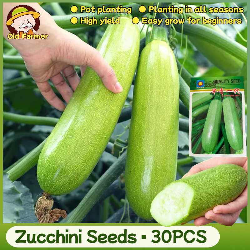 Original Fresh Zucchini Seeds for Planting Vegetables Plants 35pcs Home ...