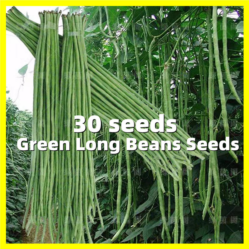 Fresh Green Long Beans Seeds -30 Seeds Speedy Variety Cowpea Vegetable ...