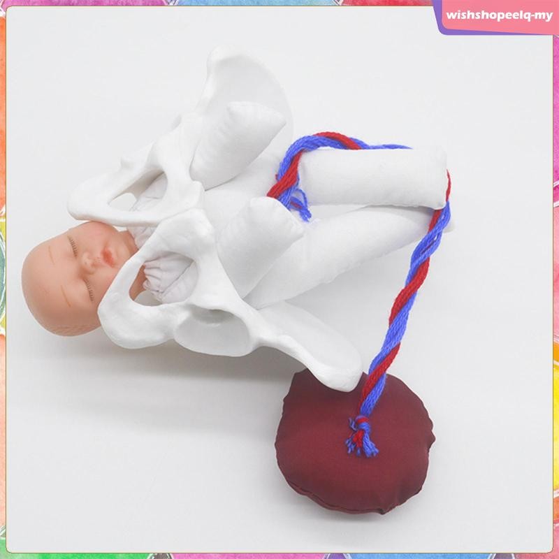 [WishshopeelqMY] Human Female Pelvis Model with Baby Anatomical Model ...