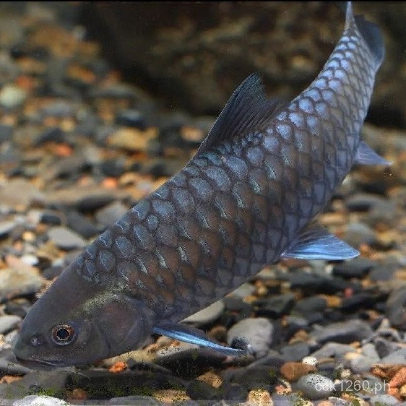 Feng Shui Ornamental Fish, Blue Native Fish, Jiro Lucky Fish, Luoyu Lip ...