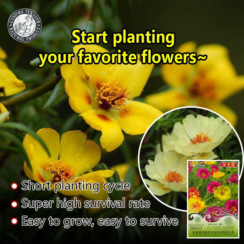 High Quality Single Petal Portulaca Seeds(20)Rainbow Portulaca ...