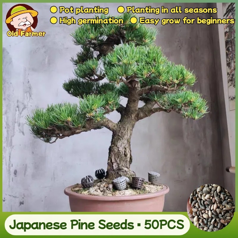 Original Japanese Pine Seeds for Planting Trees 50pcs Bonsai Tree Live ...