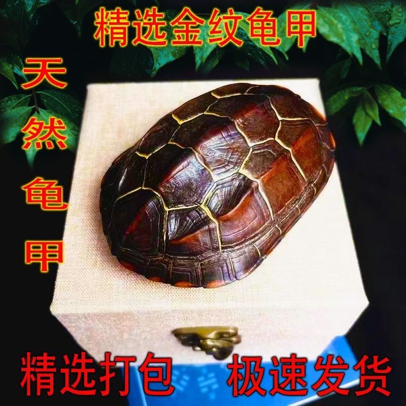 Natural Tortoise Shell Liu Yao Shell of Turtle Empty Turtle Gold Nail ...