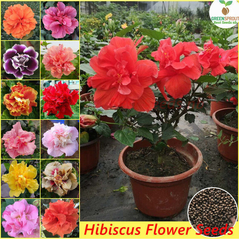 Assorted Hibiscus Flower Seeds(100)Gardening Potted Flowering Plants for Planting Ornamental ...
