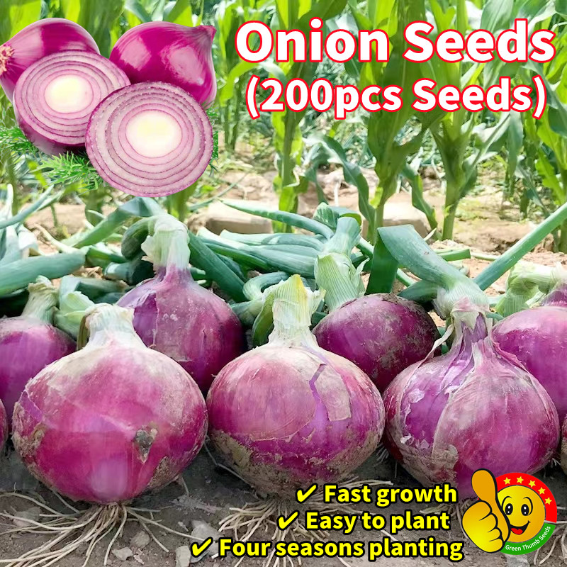 Original Red Onion Seeds for Planting Vegetables(200pcs Seeds)Balcony ...