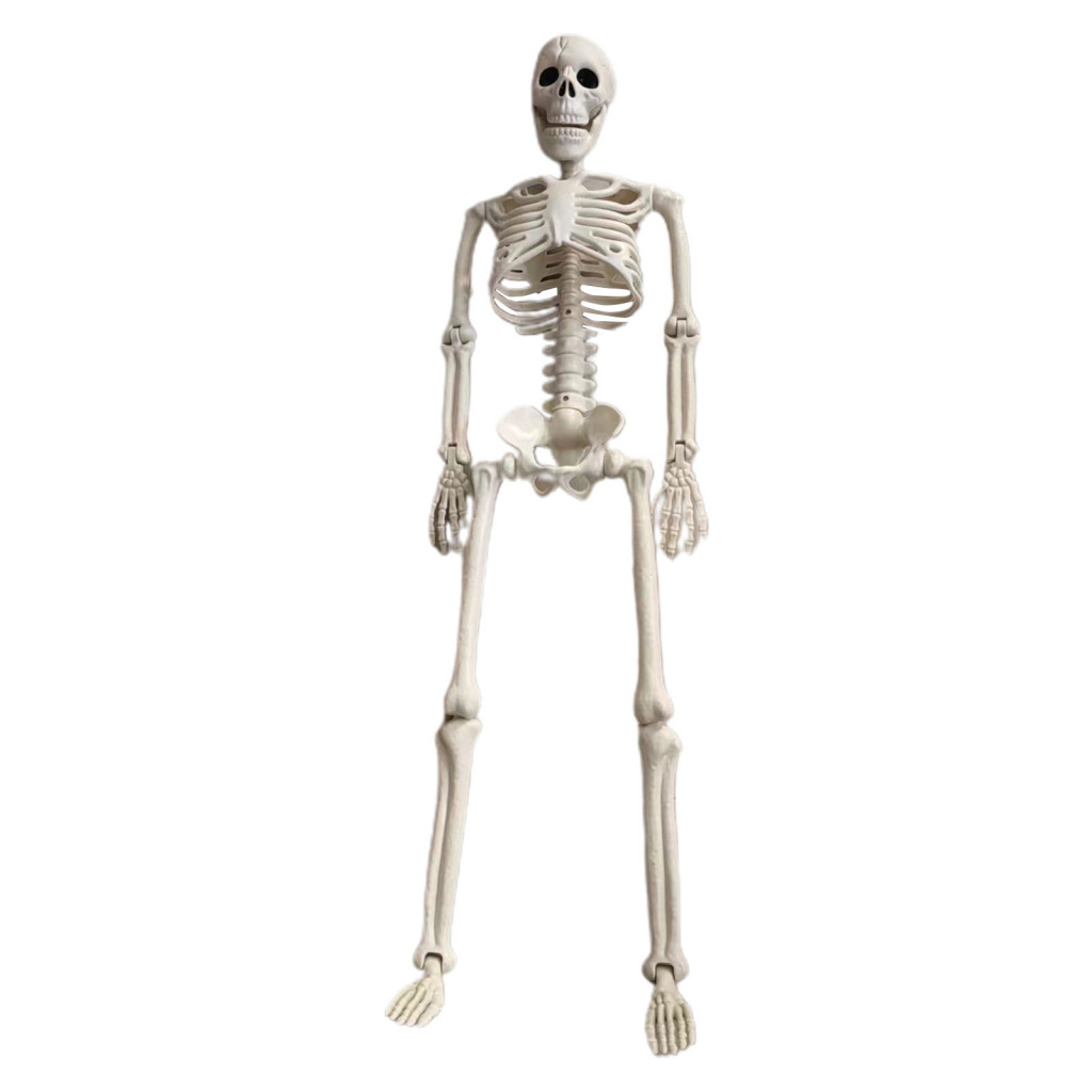 {biling} Jointed Skeleton Figure Realistic Skull Halloween Decor Spooky ...