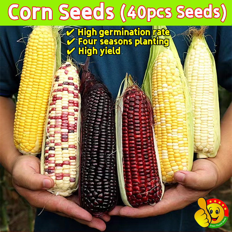 Original High Yield Sweet Waxy Corn Seeds for Planting 40pcs Corn Seed ...