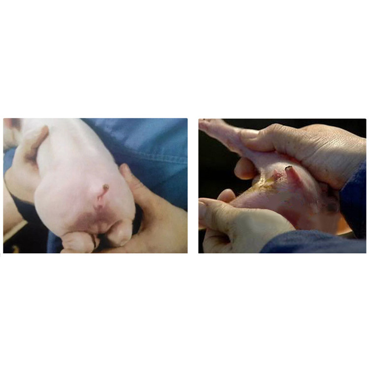 Aberdeen Pig Electric Heating Tail Cutters Tail Cutters Hemostatic ...