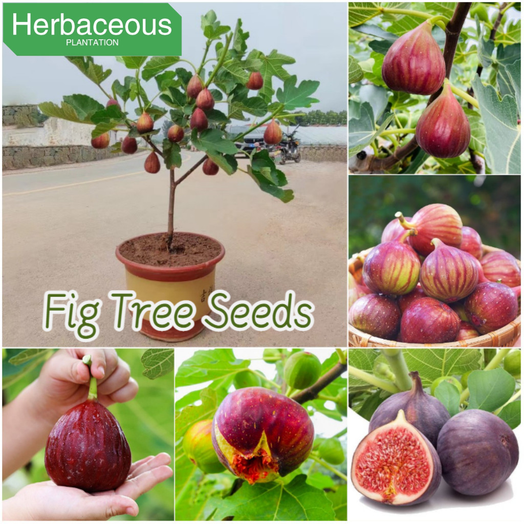 200seeds Rare Fig Tree Seeds Tropical Ficus Carica Seed Dwarf Fruit ...