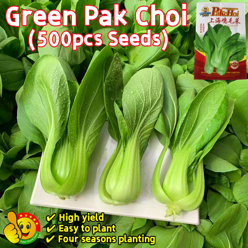 100% Original Green Pak Choi Seeds for Sale Fresh 500pcs Organic ...