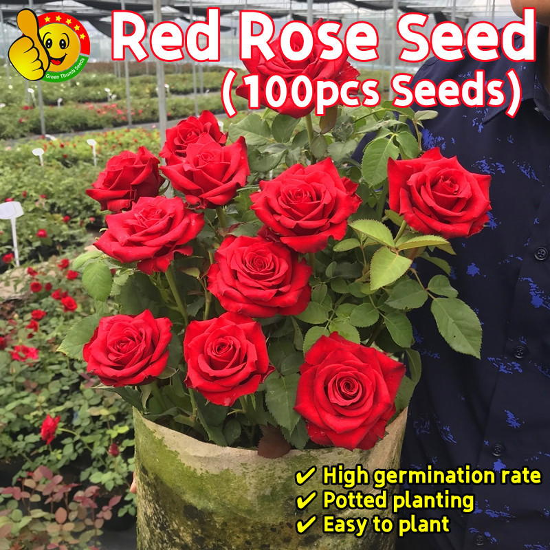 100% Original 100pcs Fragrant Red Rose Seeds for Planting Flowers ...