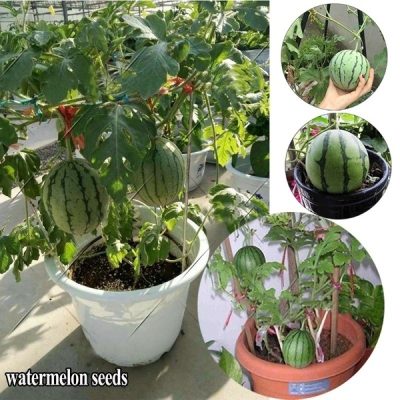 Watermelon Seeds 30pcs Potted Plants mayana seeds Fruit Plants for Sale ...