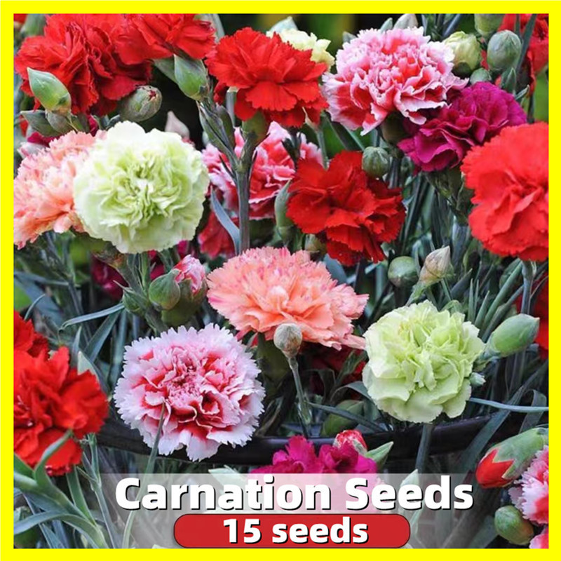 Multicolored Carnation Seeds High Germination 15 Seeds Carnation Seeds ...