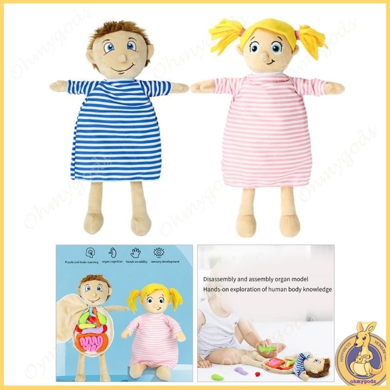 OMG* Human Body Model Anatomy Doll Soft Toy Anatomical Medical Internal ...