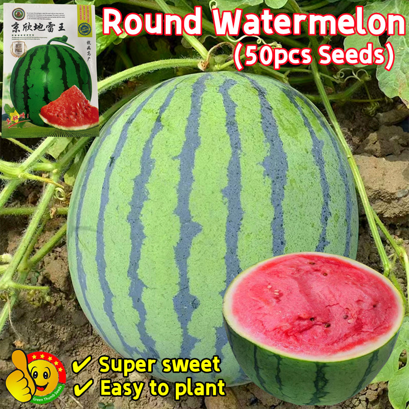 100% Original Super Sweet Juicy Round Watermelon Seeds 50pcs Fresh ...