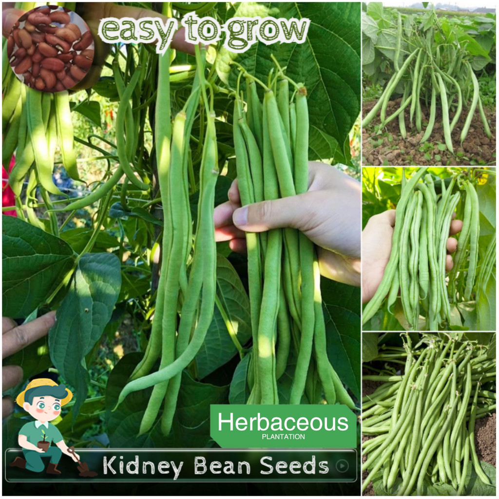 20seeds/pack FRENCH BEAN SEEDS-Sitaw / Green Beans Seeds (High ...
