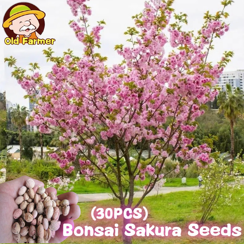 Original Fresh Japanese Sakura Flower Seeds for Planting Flowers 30pcs ...
