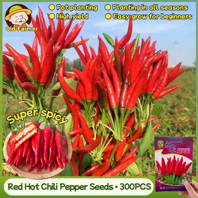 100% Original Fresh Red Hot Chili Pepper Seeds Siling Labuyo Seeds for ...