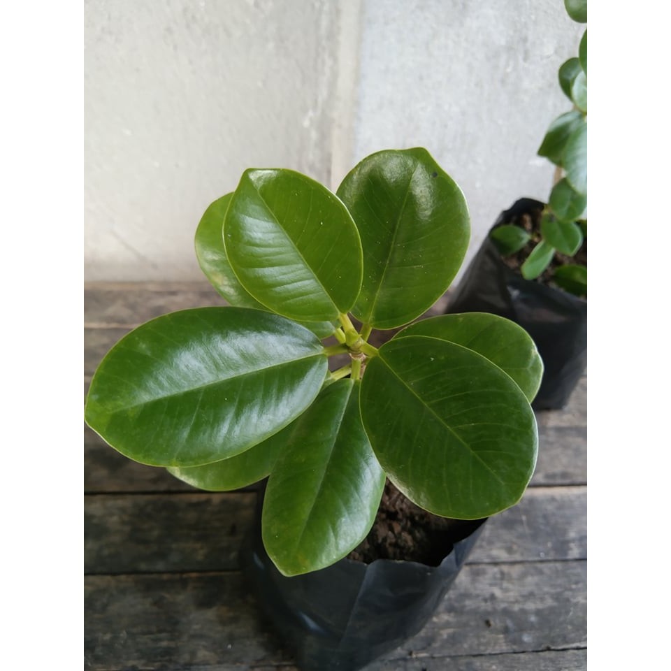 FICUS NANA MONEY TREE | Shopee Philippines