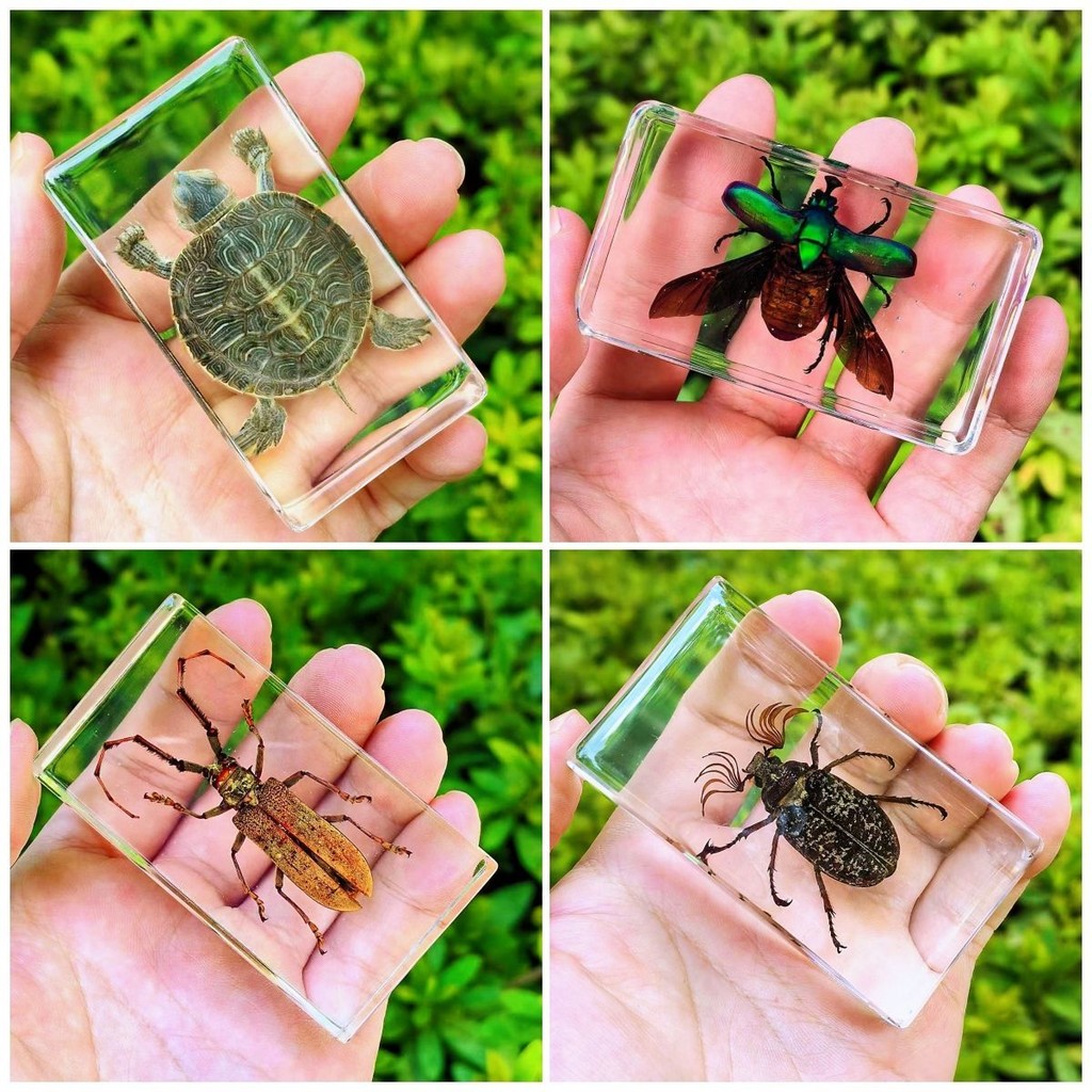 7.4cm Real Insect Specimens Transparent Resin Ornaments For Children ...