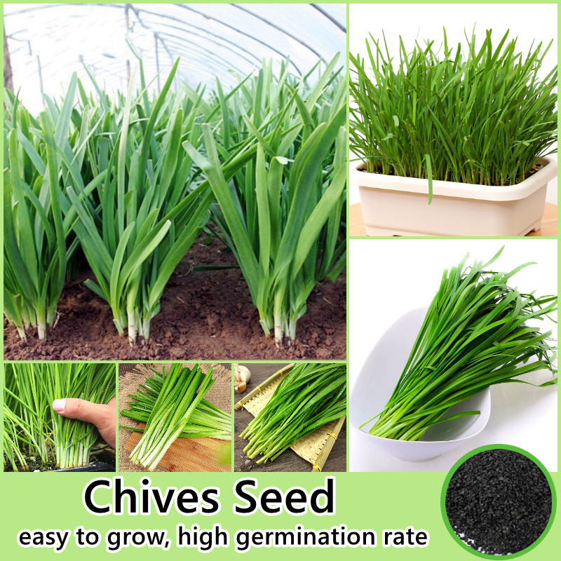 [High Germination] Chives Seed Seed Chinese Leeks Vegetable Seeds for ...