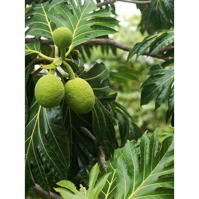 Breadfruit Rimas Artocarpus Altilis Seedlings | Shopee Philippines