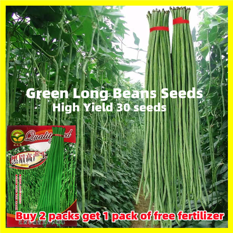 Green Long Beans Sitaw Seeds - High Yield 30 Seeds 1 Meter Long String ...