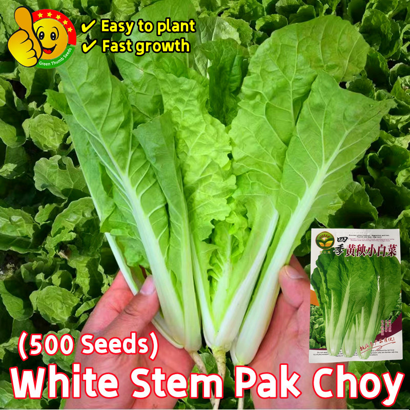 Original White Stem Pechay Seeds 500pcs Days Harvest Pavito Pechay Seed ...