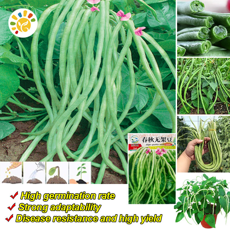 100% Fresh Organic Dwarf Green Long Bean Seeds 40 seeds High Yield Bush ...