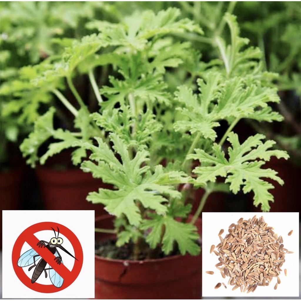 20pcs CITRONELLA SEEDS ANTI MOSQUITO PLANT REPELLENT | Shopee Philippines