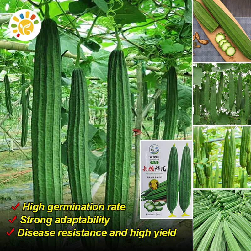 100% High Quality Fresh Patola Seeds for planting 10pcs Fresh Organic ...