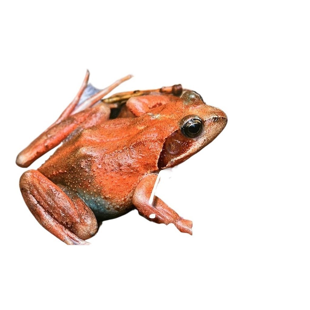 Collins Big Cat Animals in Hiding: Band 04/Blue (Collins Big Cat ...