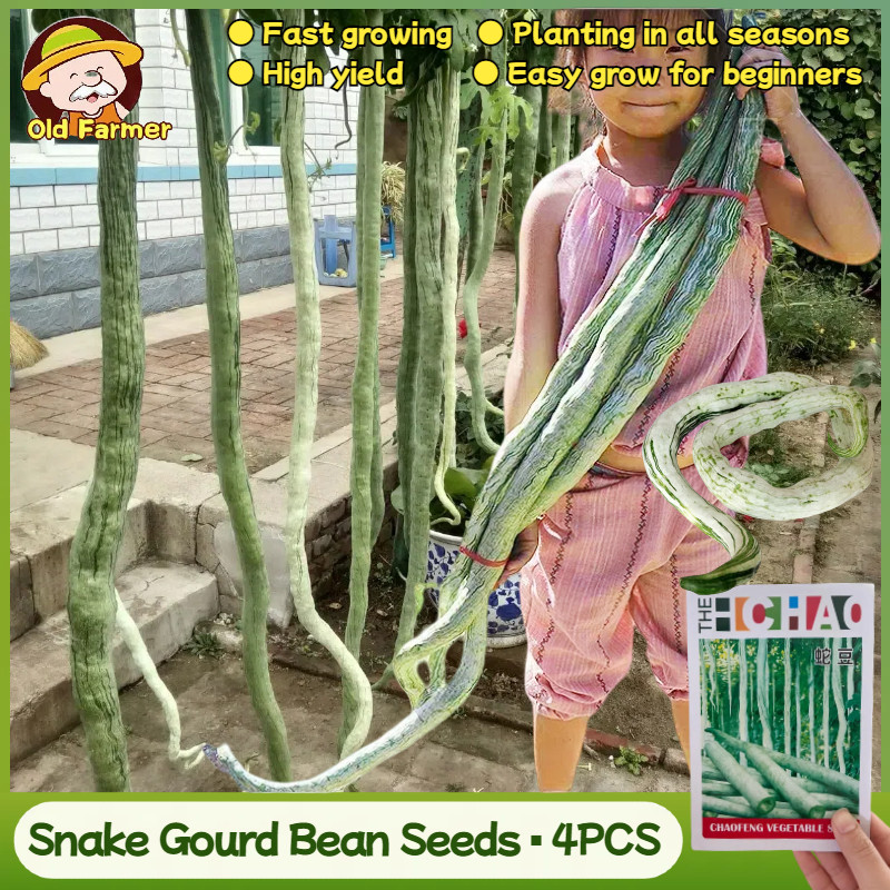 100% Original Fresh Rare Snake Gourd Bean Green Chinese Snake Gourd ...