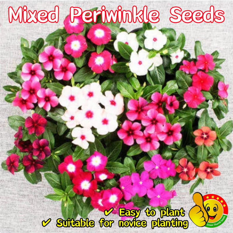 100% Original Mixed Colors Periwinkle Seeds 100pcs Potted Flowering ...