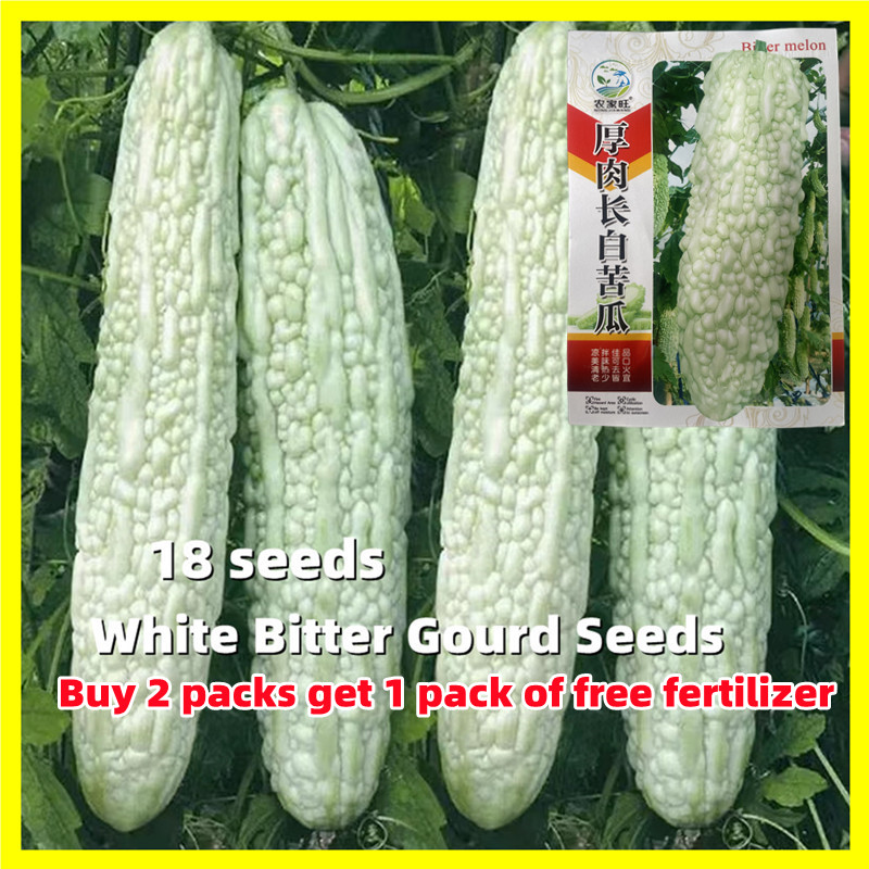 White Bitter Long Gourd Ampalaya Seeds High-yielding 18pcs Long White ...