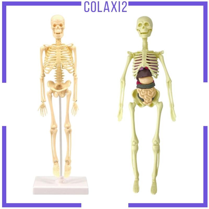 [COLAXI2] Human Skeleton Model Education Display Skeleton Models ...