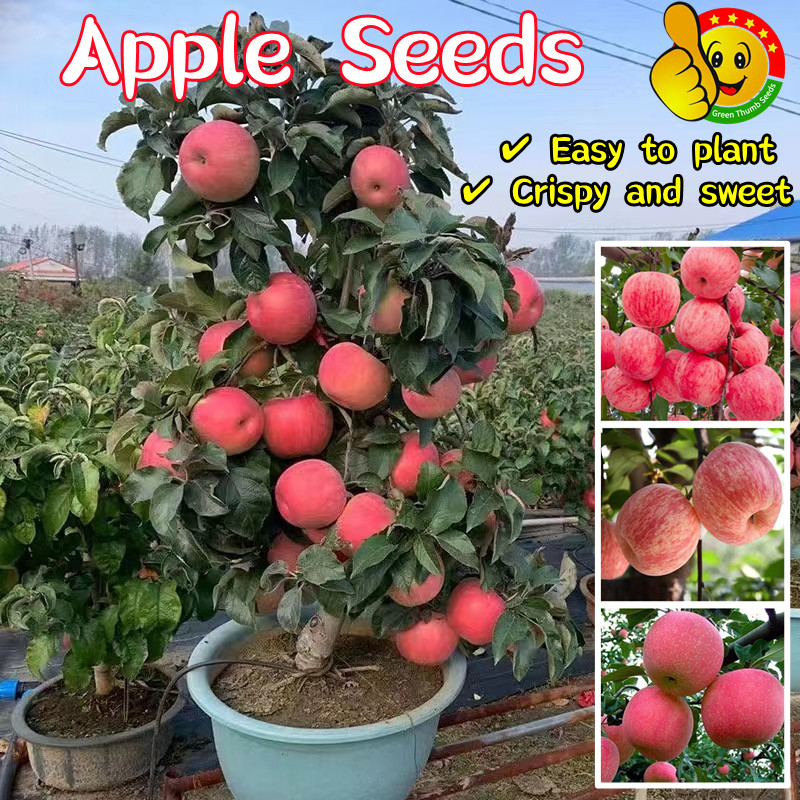 100% Original Dwarf Apple Tree Seeds Fresh 50pcs Fresh Apple Seed for ...