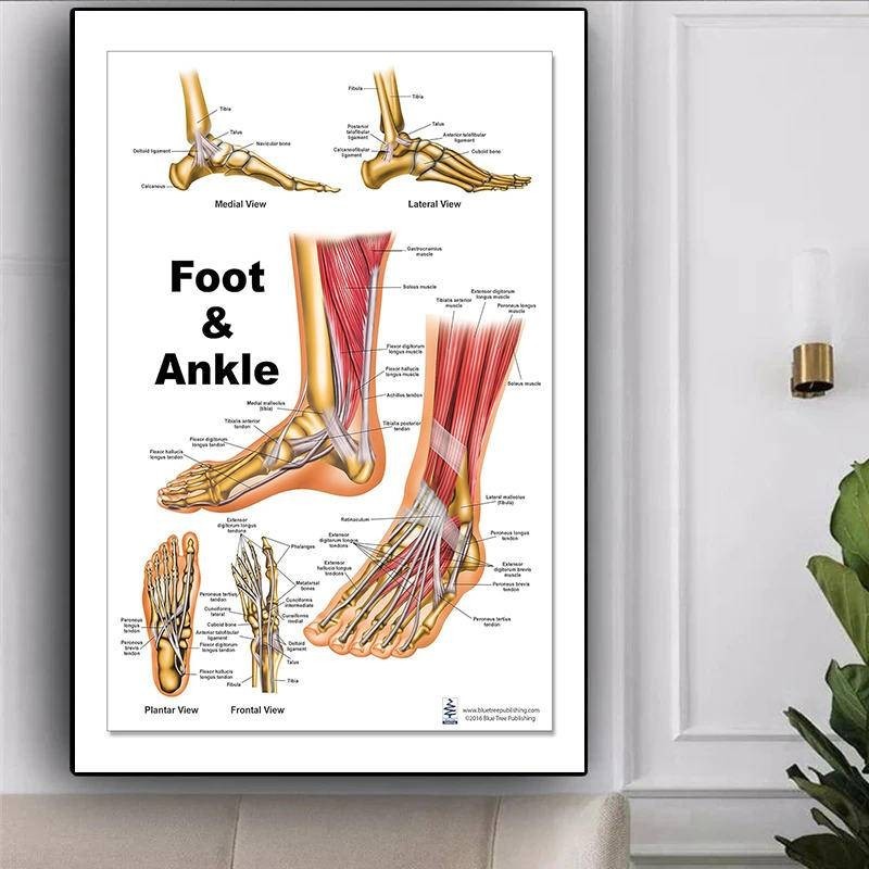 Foot and Ankle Anatomy Canvas Picture Education Poster Medical ...
