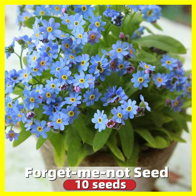 Rare Forget-me-not Seed - 100% Fresh 10 Seeds Blue Flower Seeds for ...