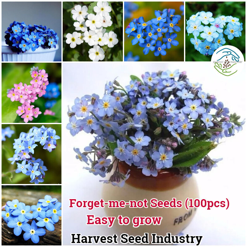 Fast Germination-100Seeds High Quality Forget Me Not Bonsai Seeds for ...