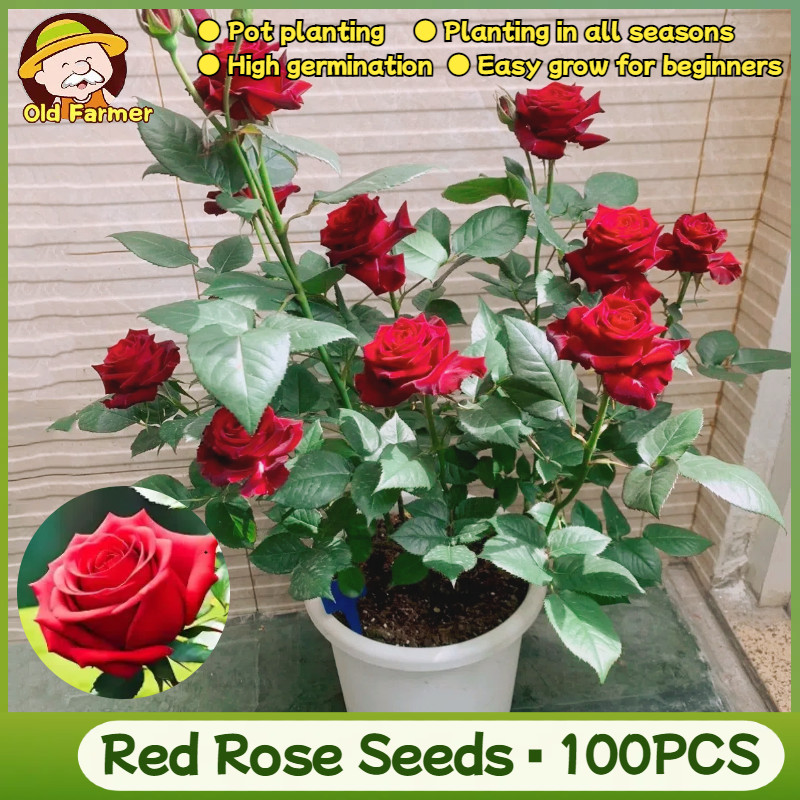 100% Original Fragrant Red Rose Seeds for Planting Flowers 100pcs Legit ...