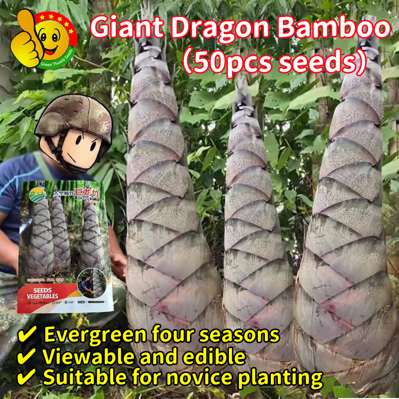 100% Original 50seeds Giant Dragon Bamboo Seeds for Planting ...